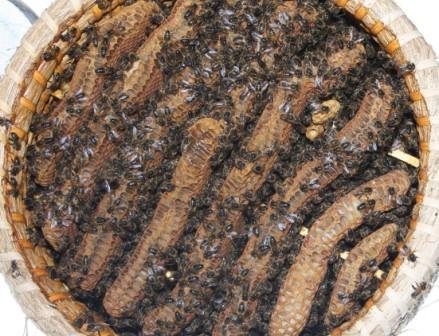 Blog post #5 – A buzz about skeps - Highland Folk Museum