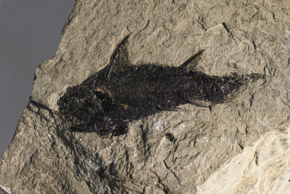 Fantastic Fossils: Family Science Session - Inverness Museum and Art ...