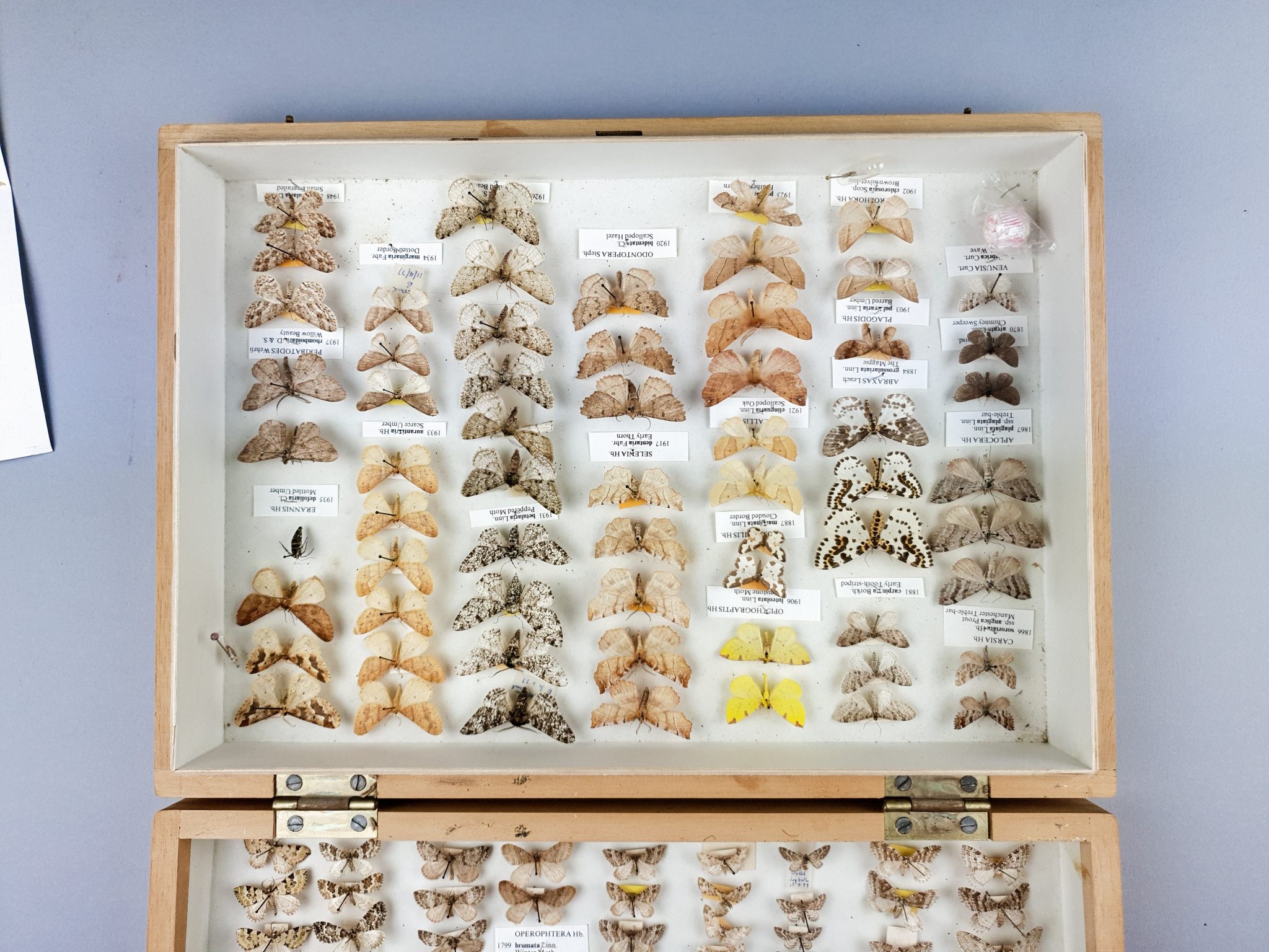 The James H. Rosie Caithness Moths Collection - Inverness Museum and ...