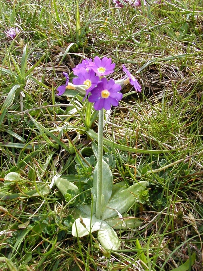 Ranger led walk to see the Scottish primrose. - High Life Highland Rangers