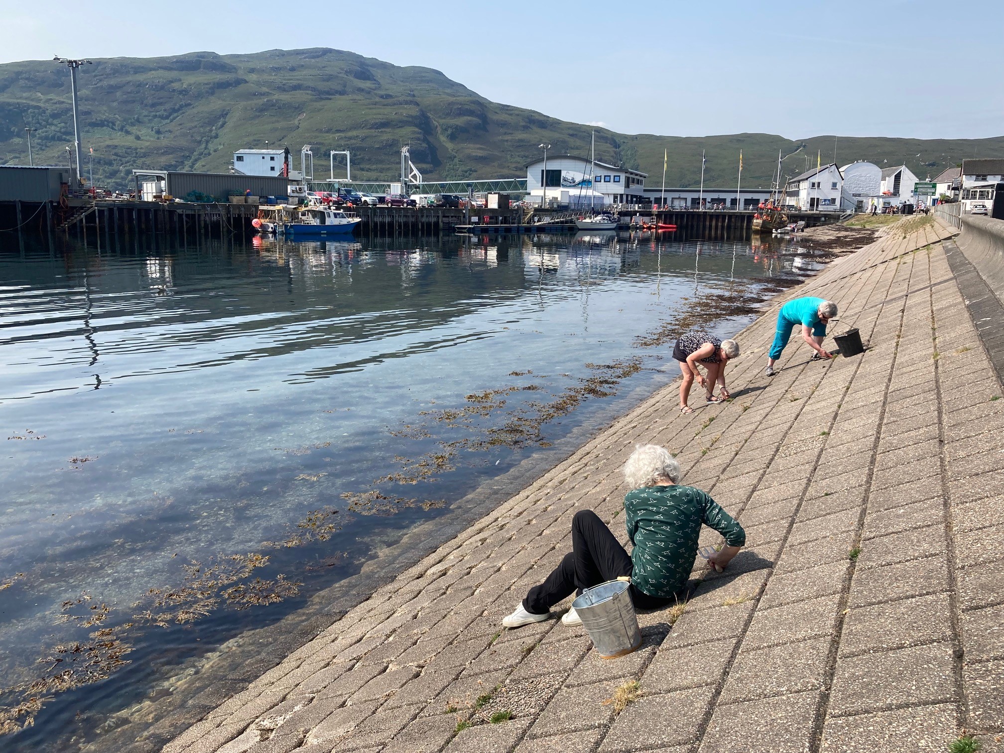Protecting the Sea Pinks in Ullapool - High Life Highland